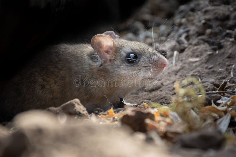 Closeup of a Mouse with Big Eyes in Rocks Stock Photo - Image of animal ...