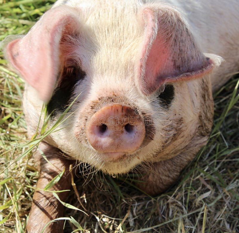 Closeup of a Muddy Pig Lying on the Grass Stock Image - Image of ...