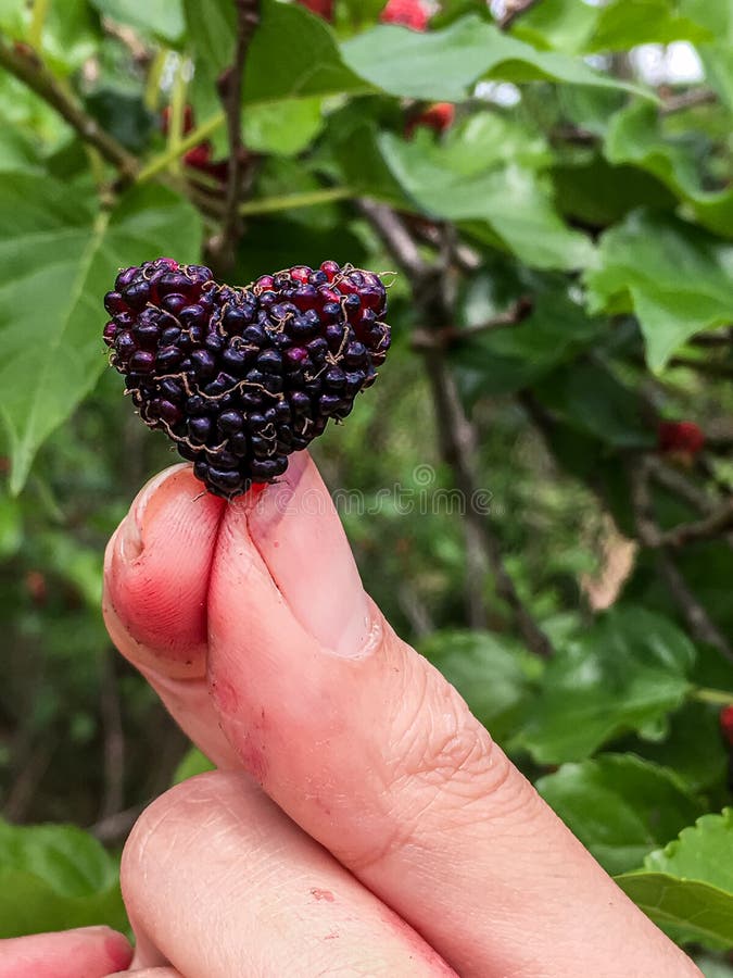 Closeup Mulberry Fruit of Heart Shape Stock Image - Image of closeup ...