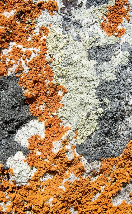 Closeup of a Lichen stock image. Image of wavey, moss - 71097029