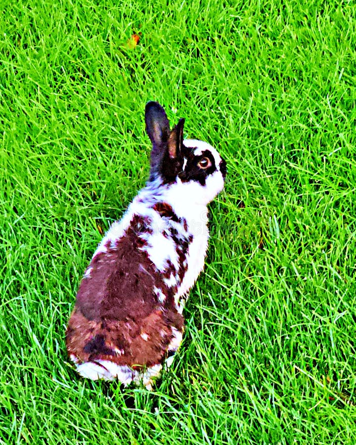 Colored Rabet Stock Photos - Free & Royalty-Free Stock Photos from ...