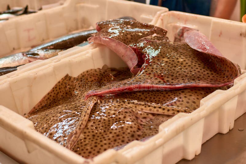 Closeup of Multiple Fish on a Fish Market Stock Image - Image of ...