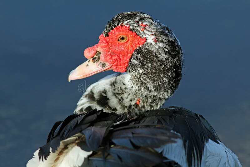 Closeup of Muscovy Duck Head Stock Image - Image of black, invasive ...