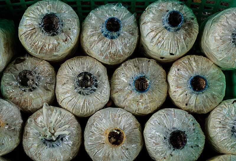 Closeup mushroom cube stock image. Image of farm, closeup - 77393653