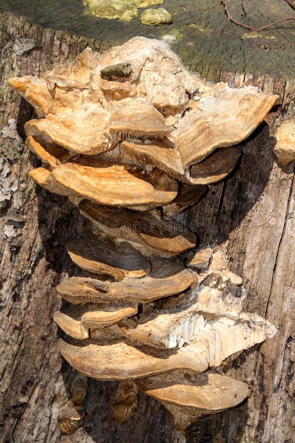 Mushrooms Growing on Tree Trunk Stock Photo - Image of polypores ...