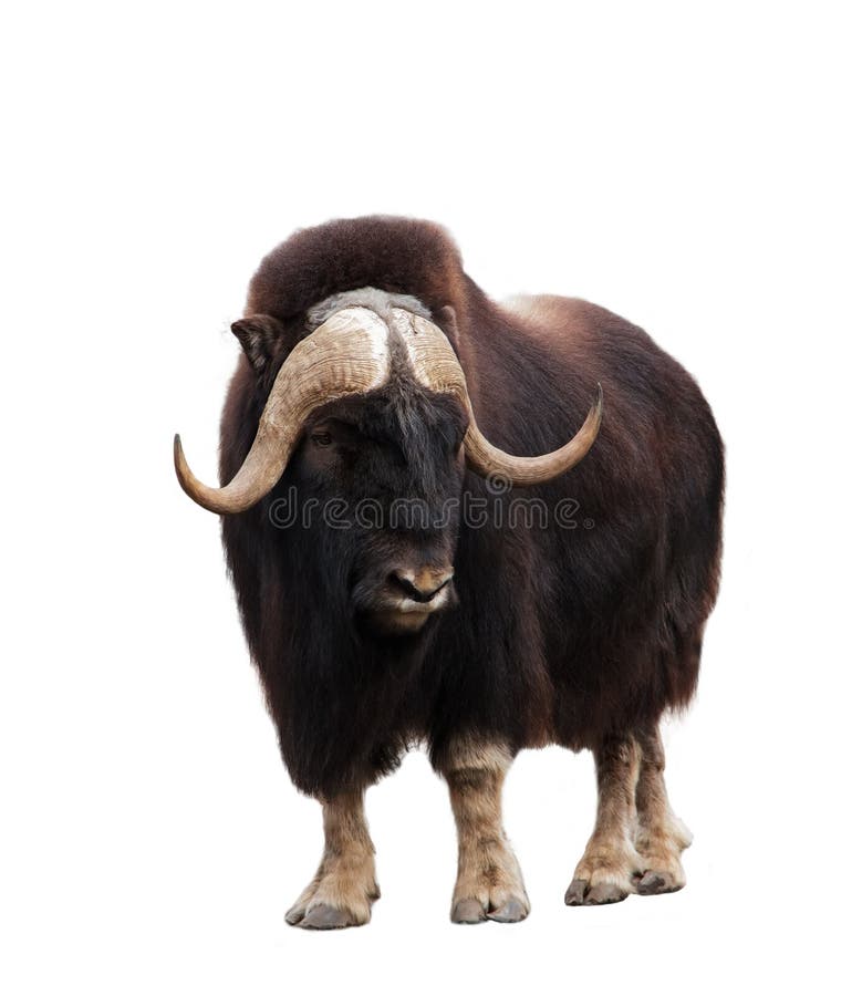 5,503 White Ox Stock Photos - Free & Royalty-Free Stock Photos from ...