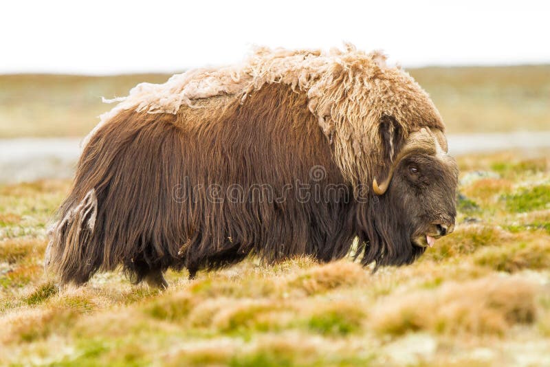 Muzzle Musk Ox Stock Photos - Free & Royalty-Free Stock Photos from ...