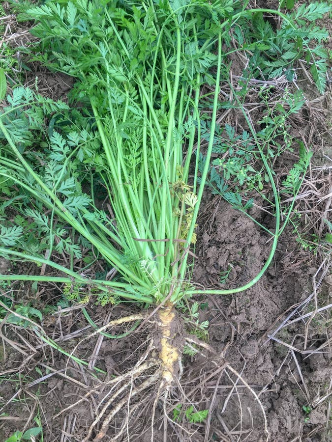 Closeup of the Mutant White Carrot Stock Photo - Image of intertwined ...