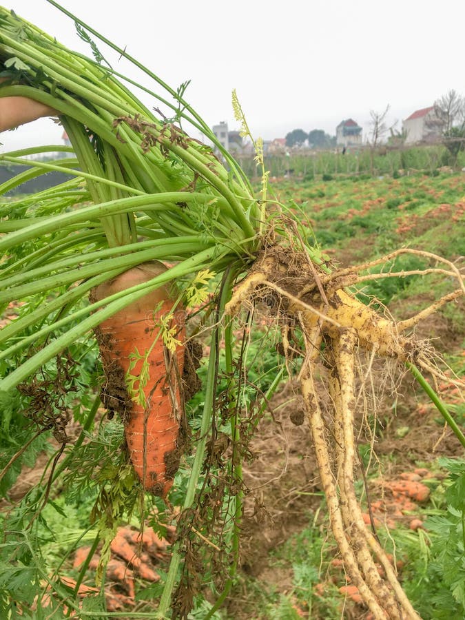 Closeup of the Mutant White Carrot Stock Photo - Image of intertwined ...