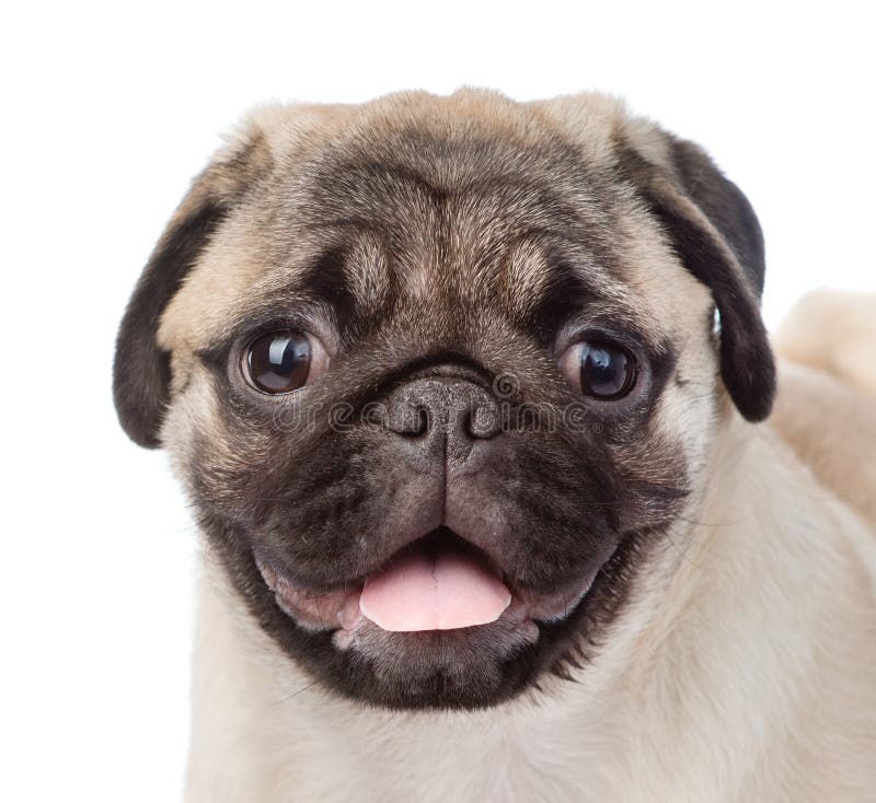 Muzzle pug stock image. Image of animal, portrait, muzzle - 34572439