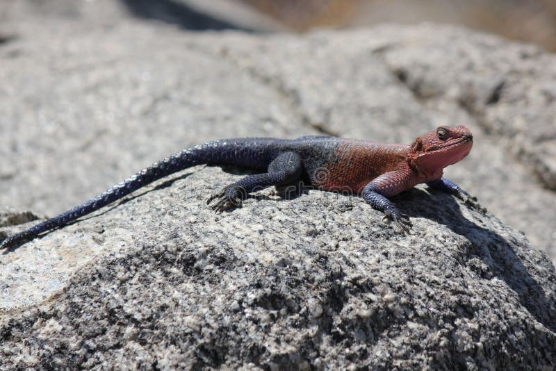 Closeup of a Mwanza Flat-headed Rock Agama Stock Image - Image of agama ...