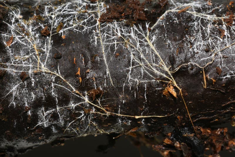 Hyphae And Mycelium