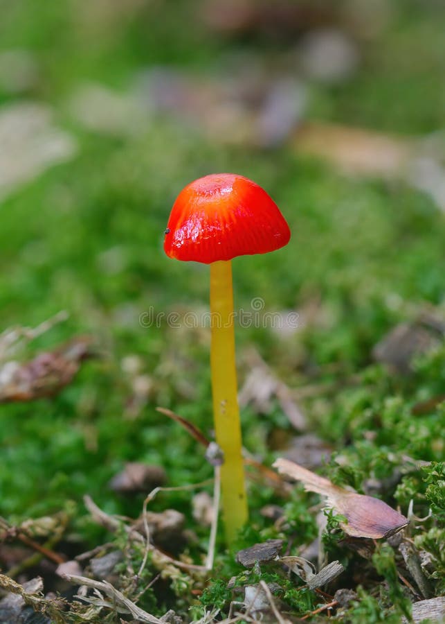 Extreme Closeup of a Mycena Acicula or Orange Bonnet Mushroom Stock ...