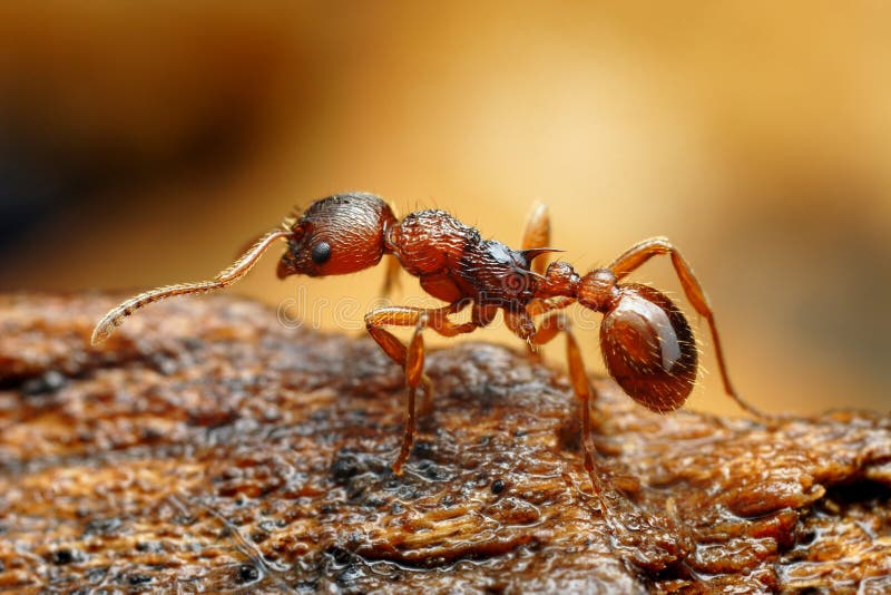 152 Magnified Ant Stock Photos - Free & Royalty-Free Stock Photos from ...