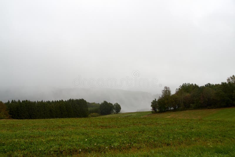 Closeup of Mystical Fog Forest. Mist and Low Hanging Clouds Moving ...