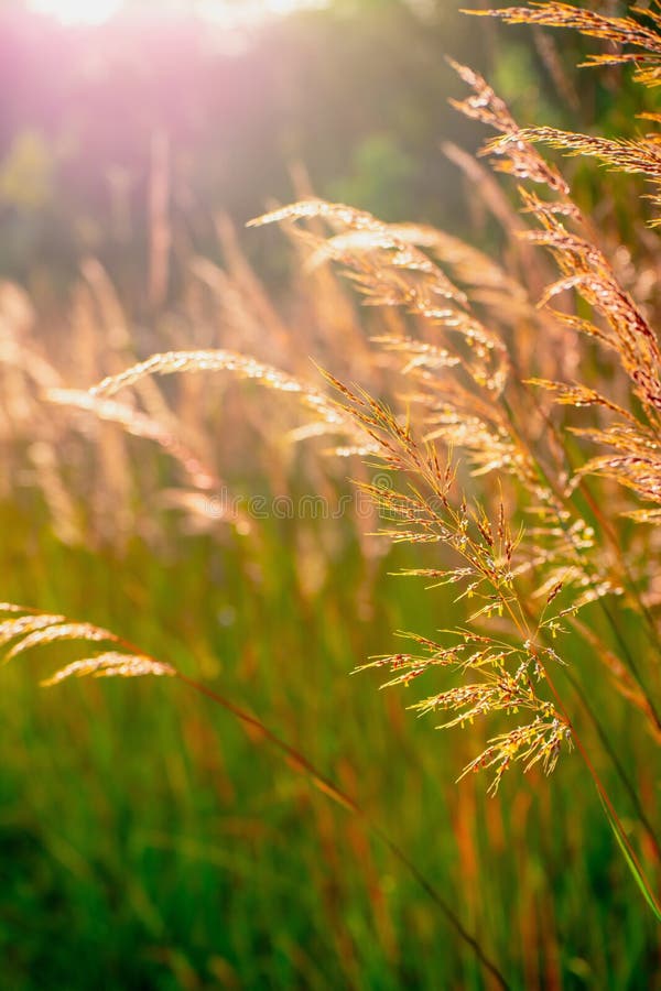 Closeup of Native Prairie Grass at Golden Hour, Vertical Stock Photo ...