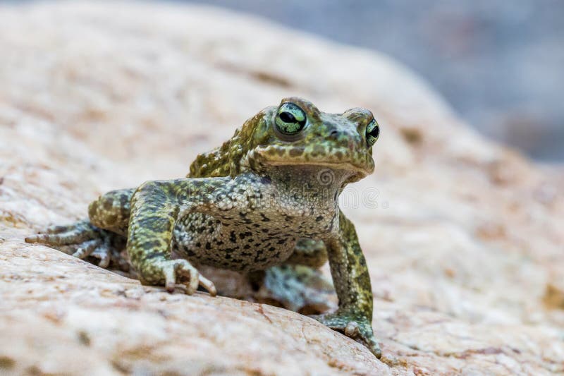 Closeup of Natterjack Toad stock photo. Image of amphibian - 102122308