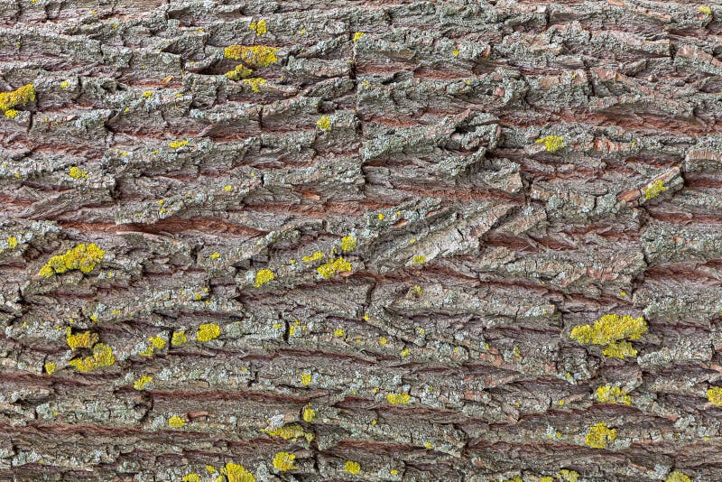 Natural Bark Texture of a Tree. the Surface of the Tree Bark with Spots ...
