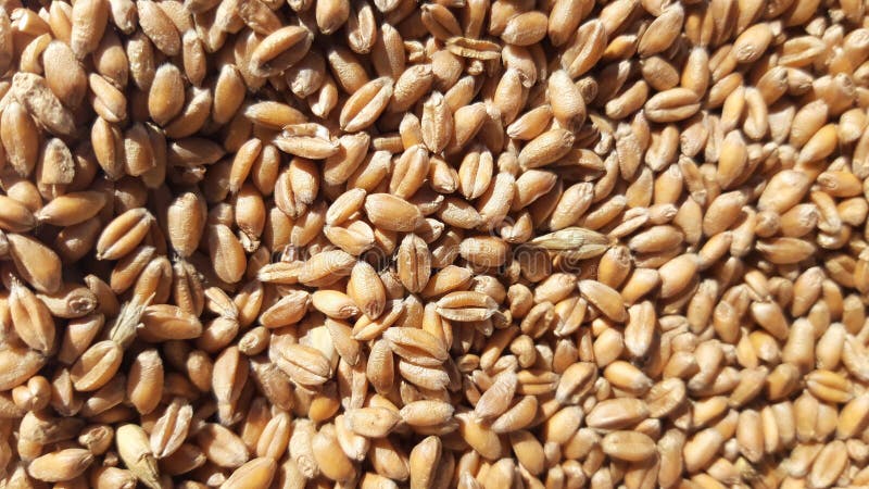 Closeup on Natural Bean Grain Stock Image - Image of webssite, grain ...