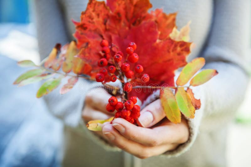 Closeup Natural Fall View Of Woman Hands Holding Autumn Bouquet Red