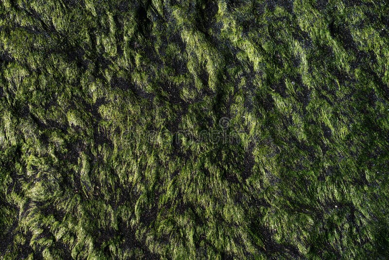 Closeup of a Natural Green Pattern and Texture of Sea Grass on a Stone ...