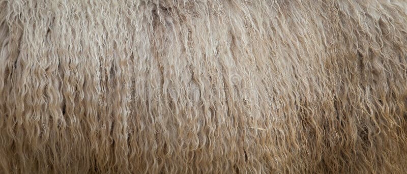 Closeup of Natural Sheep Wool Stock Image - Image of farm, material ...
