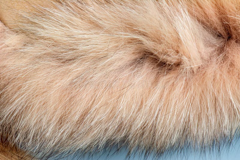 Closeup of Natural Silver Fox Fur. Nice Background Stock Image - Image ...