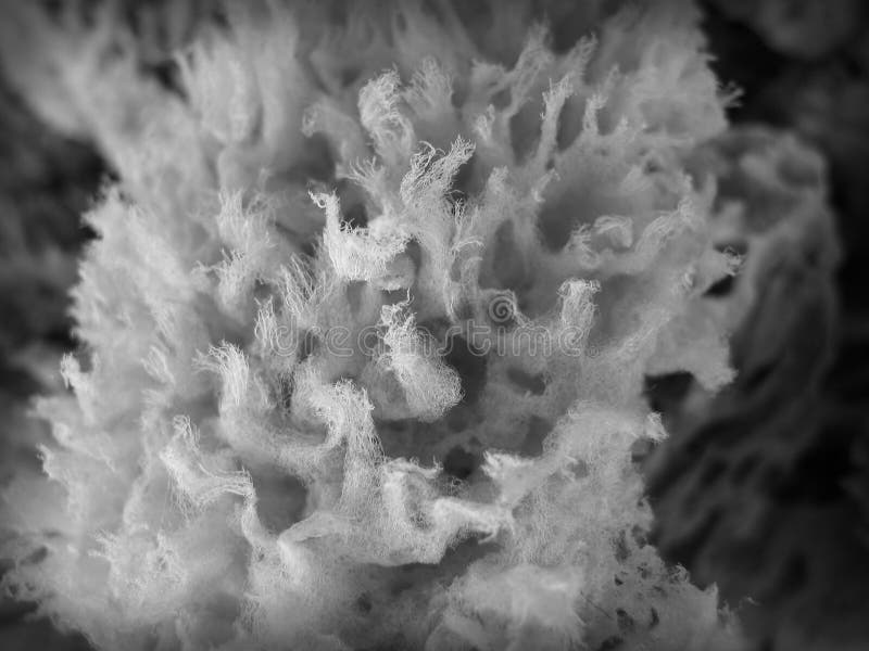 Closeup of a Natural Sponge Stock Image - Image of poriferan, details ...