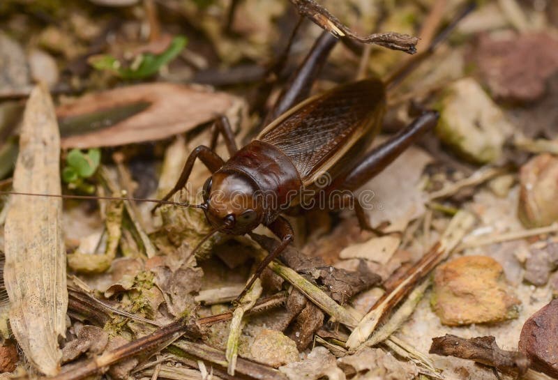 Closeup nature cricket stock photo. Image of arthropod - 186818902