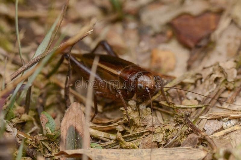 Closeup nature cricket stock photo. Image of head, crickets - 186818906