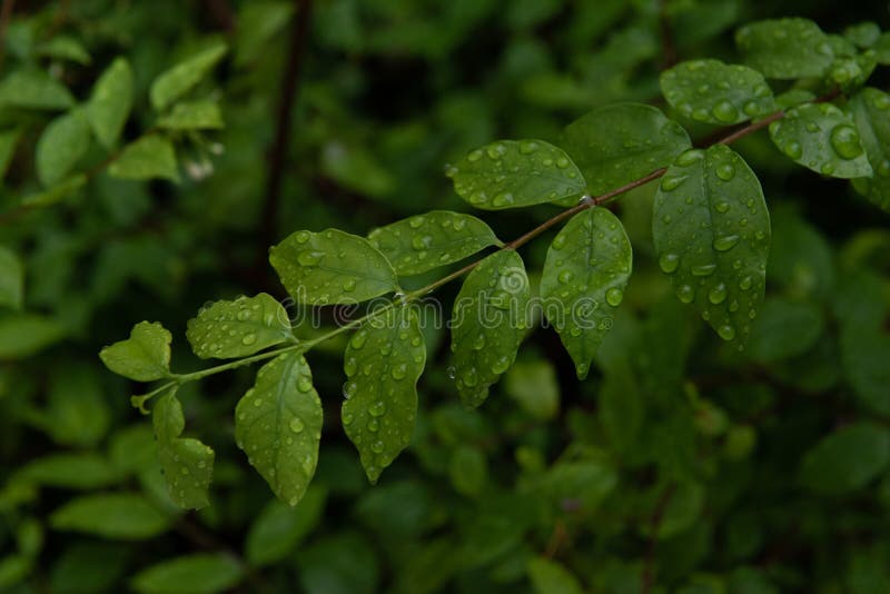 Closeup Nature of Fresh Green Leaves after Raining Stock Photo - Image ...