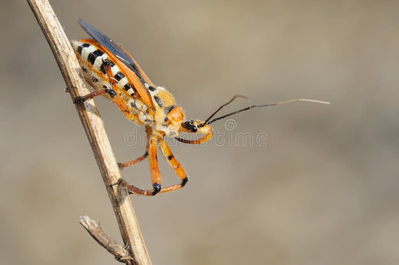 Bug on a branch stock image. Image of predator, orthoptera - 241765583