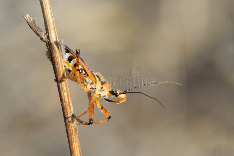 Bug on a branch stock photo. Image of east, closeup - 242843138