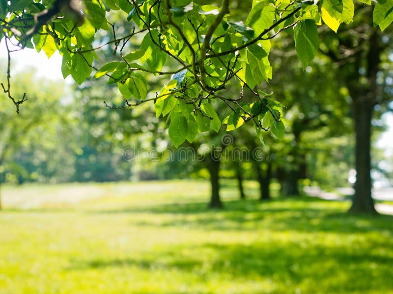 Closeup Nature View of Green Leaf on Blurred Greenery Background Stock ... Closeup Nature View of Green Leaf on Blurred Greenery Background Stock ...
