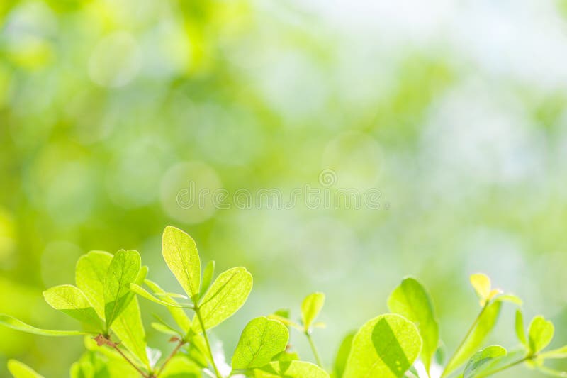 Closeup Nature View of Green Leaf on Blurred Greenery Background in ...