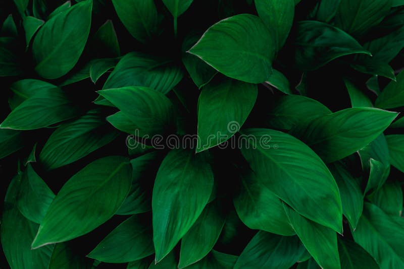 Closeup Nature View of Green Leaf in Garden, Stock Image - Image of ... Closeup Nature View of Green Leaf in Garden, Stock Image - Image of ...