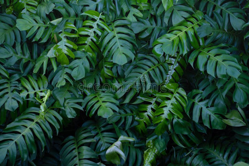 Closeup Nature View Green Monstera Background Stock Image - Image of ...