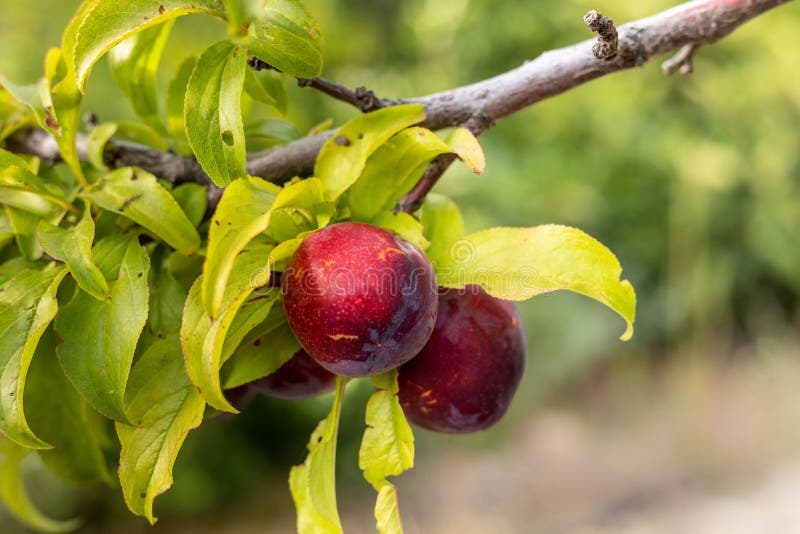 Closeup of Nectarine on a Tree Stock Image - Image of vitamin, tropical ...
