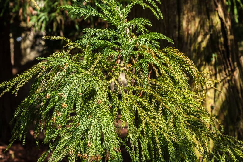Japanese Cedar stock image. Image of plant, conifer, tree - 30001687
