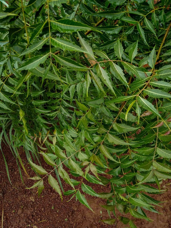Closeup of Neem Tree Leaves in the Forest Stock Photo - Image of neem ...