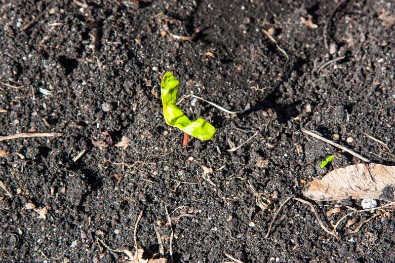 Closeup of a New Maple Tree Sprout Emerging from Seed in the Warming ...