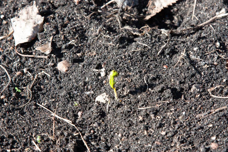 Closeup of a New Maple Tree Sprout Emerging from Seed in the Warming ...