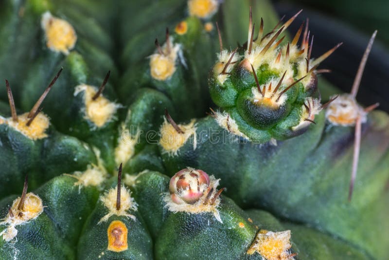 Closeup of a New Spiny Cactus Seedling Stock Photo - Image of acanthoid ...
