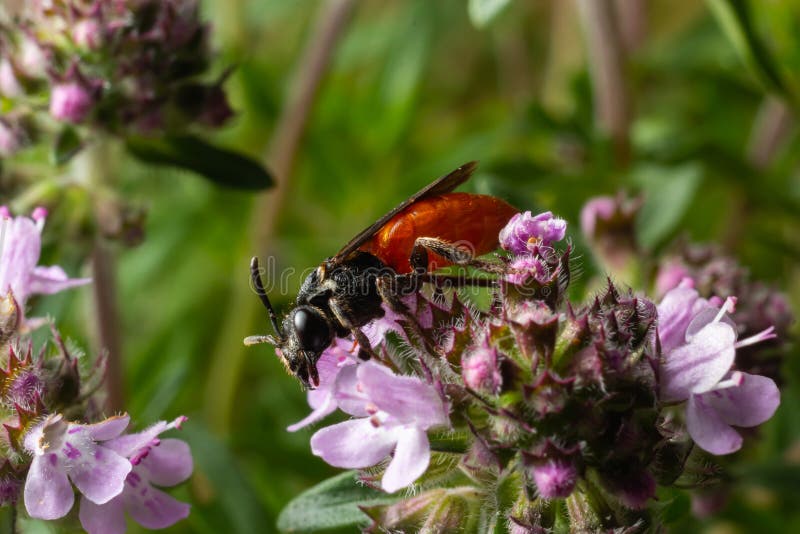 Closeup of Nice Red Colored Cleptoparasite Bloodbee , Sphecodes ...