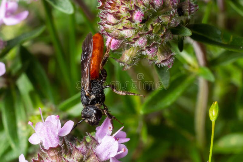 Closeup of Nice Red Colored Cleptoparasite Bloodbee , Sphecodes ...