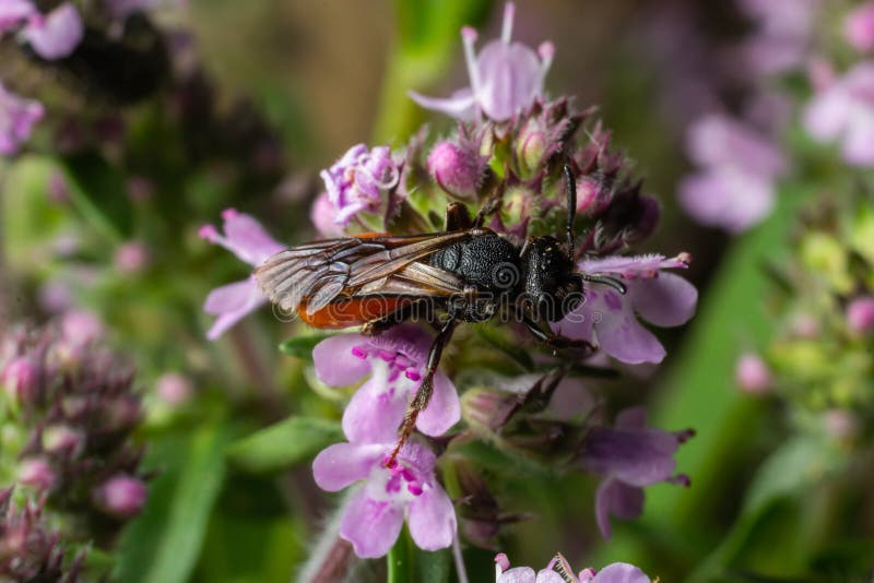 Closeup of Nice Red Colored Cleptoparasite Bloodbee , Sphecodes ... Closeup of Nice Red Colored Cleptoparasite Bloodbee , Sphecodes ...