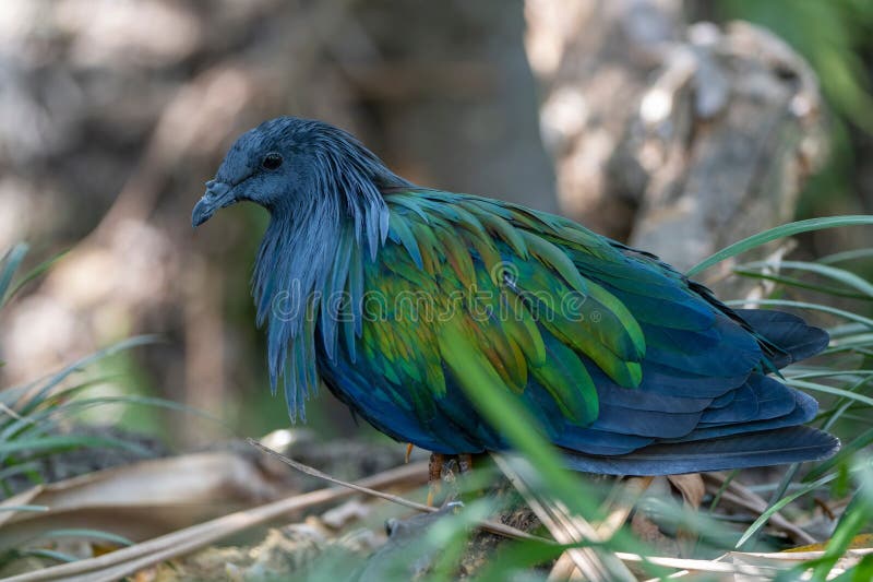 Closeup of Nicobar pigeon stock photo. Image of nicobar - 272100756