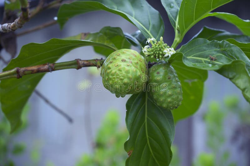 Closeup of Noni Fruit Morinda Citrifolia on the Tree Stock Image ...