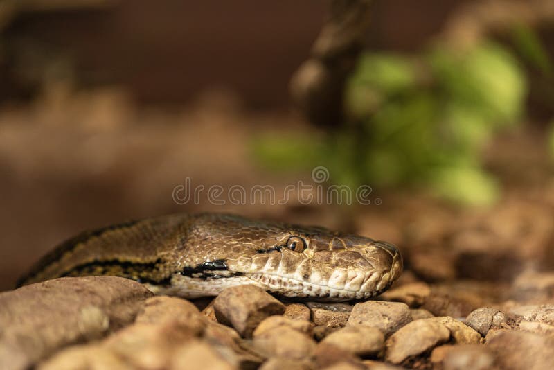 Darwin Carpet Python Morelia Spilota Variegata Stock Photo - Image of ...