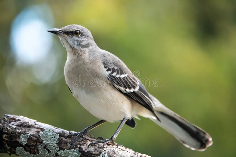 Closeup of a Northern Mockingbird Stock Photo - Image of flight, north ...